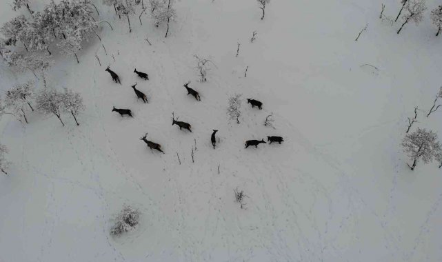 Türkiye'nin ilk fauna tanıtım alanındaki yaban hayvanlarına yem ...